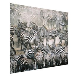 Bilderwelten Alu Dibond Outdoor Bild Tiere schwarz weiss Motiv wetterfest - Zebraherde - Zebra Wohnzimmer Schlafzimmer