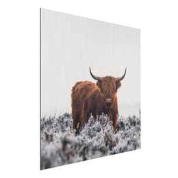 Bilderwelten Alu Dibond Outdoor Bild Tiere weiss Motiv wetterfest - Bison in den Highlands - Deko Wohnzimmer Schlafzimmer