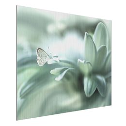Bilderwelten Alu Dibond Outdoor Bild Blumen pastell Tropisch wetterfest - Schmetterling und Tautropfen in Pastellgr&uuml;n - Gr&auml;ser Wohnzimmer Schlafzimmer
