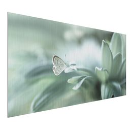 Bilderwelten Alu Dibond Outdoor Bild Blumen pastell Tropisch wetterfest - Schmetterling und Tautropfen in Pastellgr&uuml;n - Gr&auml;ser Wohnzimmer Schlafzimmer