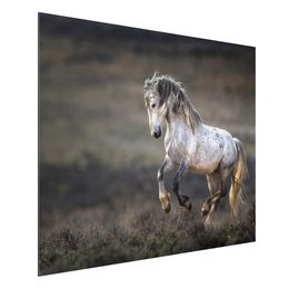 Bilderwelten Alu Dibond Outdoor Bild Tiere beige Motiv wetterfest - Im Galopp durch die Heide - Pferde Wohnzimmer Schlafzimmer