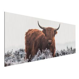 Bilderwelten Alu Dibond Outdoor Bild Tiere weiss Motiv wetterfest - Bison in den Highlands - Deko Wohnzimmer Schlafzimmer