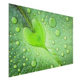 Bilderwelten Alu-Dibond Outdoor Bild Herz aus Morgentau