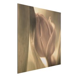 Bilderwelten Alu Dibond Outdoor Bild Blumen beige Landhaus wetterfest - Zarte Tulpen - Deko Wohnzimmer Schlafzimmer