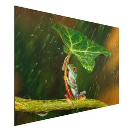Bilderwelten Alu Dibond Outdoor Bild Tiere gr&uuml;n Motiv wetterfest - Ein Frosch im Regen - Pflanzen Wohnzimmer Schlafzimmer