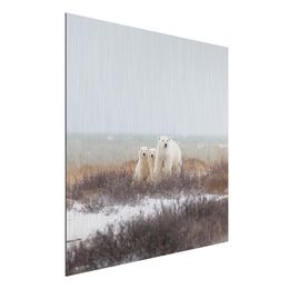 Bilderwelten Alu Dibond Outdoor Bild Tiere beige Motiv wetterfest - Eisb&auml;rin und ihre Jungen - B&auml;r Wohnzimmer Schlafzimmer