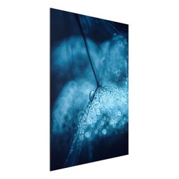 Bilderwelten Alu Dibond Outdoor Bild Blumen blau Motiv wetterfest - Blaue Pusteblume im Regen - Pusteblume Wohnzimmer Schlafzimmer