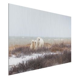Bilderwelten Alu-Dibond Outdoor Bild Eisb&auml;rin und ihre Jungen