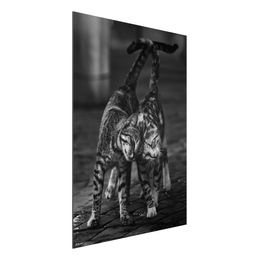 Bilderwelten Alu Dibond Outdoor Bild Tiere schwarz weiss Motiv wetterfest - K&auml;tzchenfreundschaft - Katze Wohnzimmer Schlafzimmer