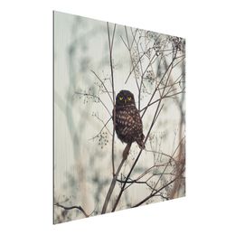 Bilderwelten Alu Dibond Outdoor Bild Tiere beige Motiv wetterfest - Eule im Winter - Eule Wohnzimmer Schlafzimmer
