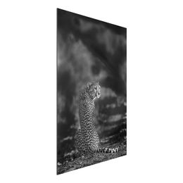 Bilderwelten Alu Dibond Outdoor Bild Tiere schwarz weiss Motiv wetterfest - Gepard in der Wildness - Deko Wohnzimmer Schlafzimmer