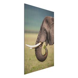 Bilderwelten Alu-Dibond Outdoor Bild Elefantenf&uuml;tterung Afrika
