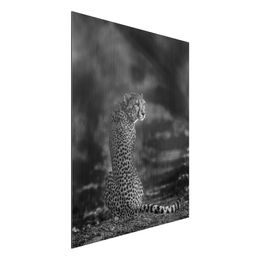 Bilderwelten Alu Dibond Outdoor Bild Tiere schwarz weiss Motiv wetterfest - Gepard in der Wildness - Deko Wohnzimmer Schlafzimmer