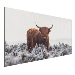 Bilderwelten Alu-Dibond Outdoor Bild Bison in den Highlands