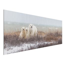 Bilderwelten Alu Dibond Outdoor Bild Tiere beige Motiv wetterfest - Eisb&auml;rin und ihre Jungen - B&auml;r Wohnzimmer Schlafzimmer