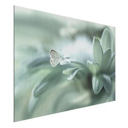 Bilderwelten Alu-Dibond Outdoor Bild Schmetterling und Tautropfen in Pastellgr&uuml;n