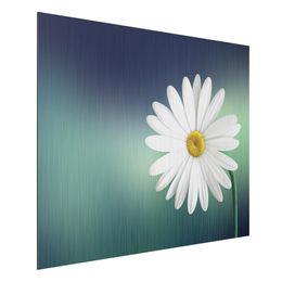 Bilderwelten Alu Dibond Outdoor Bild Blumen weiss Motiv wetterfest - G&auml;nsebl&uuml;mchen Close Up - Deko Wohnzimmer Schlafzimmer