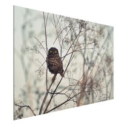 Bilderwelten Alu Dibond Outdoor Bild Tiere beige Motiv wetterfest - Eule im Winter - Eule Wohnzimmer Schlafzimmer