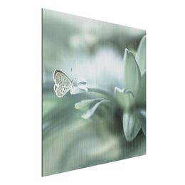 Bilderwelten Alu-Dibond Outdoor Bild Schmetterling und Tautropfen in Pastellgr&uuml;n