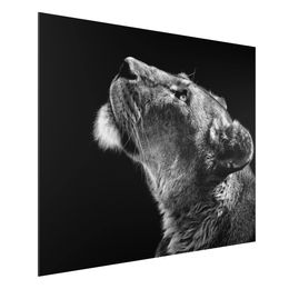 Bilderwelten Alu Dibond Outdoor Bild Tiere schwarz weiss Motiv wetterfest - Portrait einer L&ouml;win - L&ouml;we Wohnzimmer Schlafzimmer