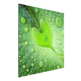 Bilderwelten Alu-Dibond Outdoor Bild Herz aus Morgentau