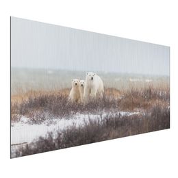 Bilderwelten Alu Dibond Outdoor Bild Tiere beige Motiv wetterfest - Eisb&auml;rin und ihre Jungen - B&auml;r Wohnzimmer Schlafzimmer