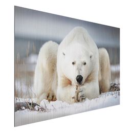 Bilderwelten Alu Dibond Outdoor Bild Tiere weiss Motiv wetterfest - Nachdenklicher Eisb&auml;r - B&auml;r Wohnzimmer Schlafzimmer