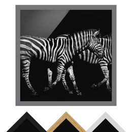 Bilderwelten Bild mit Rahmen - Quadrat Zebra vor Schwarz