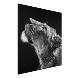 Bilderwelten Alu Dibond Outdoor Bild Tiere schwarz weiss Motiv wetterfest - Portrait einer L&ouml;win - L&ouml;we Wohnzimmer Schlafzimmer