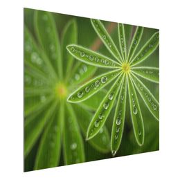 Bilderwelten Alu Dibond Outdoor Bild Blumen gr&uuml;n Tropisch wetterfest - Morgentau auf Lupinenbl&auml;ttern - Gr&auml;ser Wohnzimmer Schlafzimmer