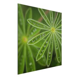 Bilderwelten Alu Dibond Outdoor Bild Blumen gr&uuml;n Tropisch wetterfest - Morgentau auf Lupinenbl&auml;ttern - Gr&auml;ser Wohnzimmer Schlafzimmer