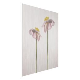Bilderwelten Alu-Dibond Outdoor Bild Rosa Anemonenbl&uuml;ten