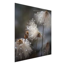Bilderwelten Alu Dibond Outdoor Bild Blumen schwarz Motiv wetterfest - Pusteblumen mit Schneeflocken - Pusteblume Wohnzimmer Schlafzimmer