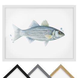 Bilderwelten Bild mit Rahmen Tiere weiss modern Aquarell - Farbfang - Wei&szlig;barsch - Fische K&uuml;che