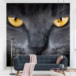Bilderwelten Fototapete Cats Gaze