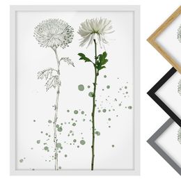 Bilderwelten Bild mit Rahmen Blumen weiss Landhaus Aquarell - Botanisches Aquarell - L&ouml;wenzahn - Deko Wohnzimmer Schlafzimmer