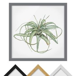 Bilderwelten Bild mit Rahmen - Quadrat Luftpflanze Aquarell I