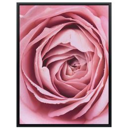 Bilderwelten Leinwandbild - Hochformat Rosa Rosenbl&uuml;te