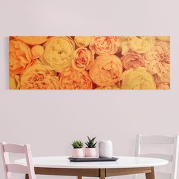 Bilderwelten Leinwandbild - Panorama Rosen Ros&eacute; Koralle Shabby