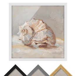 Bilderwelten Bild mit Rahmen Tiere beige modern inkl. Rahmung - Muschel-Studie II - Deko Wohnzimmer Schlafzimmer