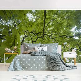 Bilderwelten Tapete - Fototapete Wald - Baumkrone - Wandtapete Schlafzimmer Wohnzimmer modern - auch kleisterfrei