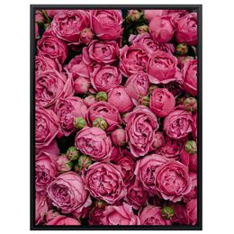 Bilderwelten Leinwandbild - Hochformat Pinke Pfingstrosen