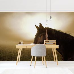 Bilderwelten Fototapete Tiere modern Wandtapete einzigartig - Early Horse - Pferde Kinderzimmer Baby M&auml;dchen Jungen