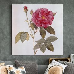 Bilderwelten Leinwandbild Blumen Vintage Kunstdruck pink - Pierre Joseph Redout&eacute; - Apothekerrose - Retro XXL Wohnzimmer Schlafzimmer