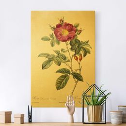 Bilderwelten Leinwandbild - Hochformat Pierre Joseph Redout&eacute; - Portland-Rose