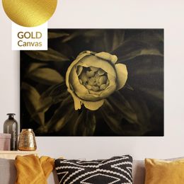 Bilderwelten Leinwandbild - Querformat Pfingstrosenbl&uuml;te vor Bl&auml;ttern Schwarz Wei&szlig;