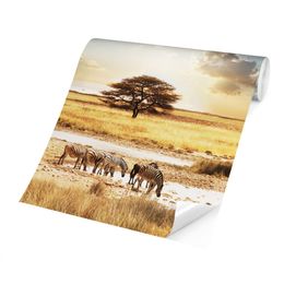 Fototapete Natur Das Leben der Zebras