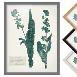Bilderwelten Bild mit Rahmen - Hochformat Gepresste Blumen - Hundszunge