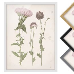 Blumen Bild mit Rahmen Herbarium in rosa III