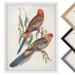 Bilderwelten Bild mit Rahmen Tiere beige Vintage inkl. Rahmung - Tropische Papageien II - Retro Wohnzimmer Schlafzimmer
